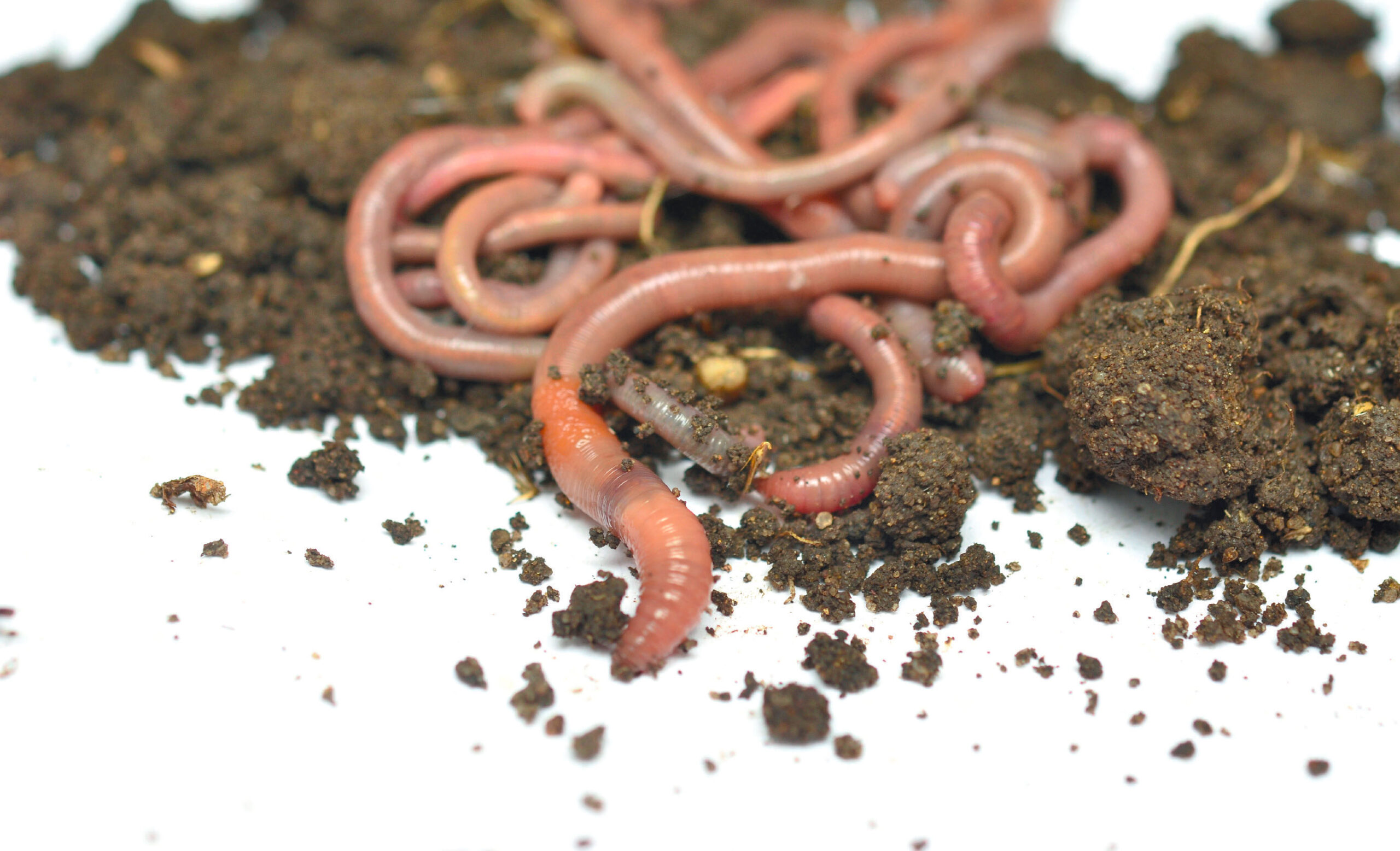 Nourishing Worm Castings from Green Leaf Worm Farm